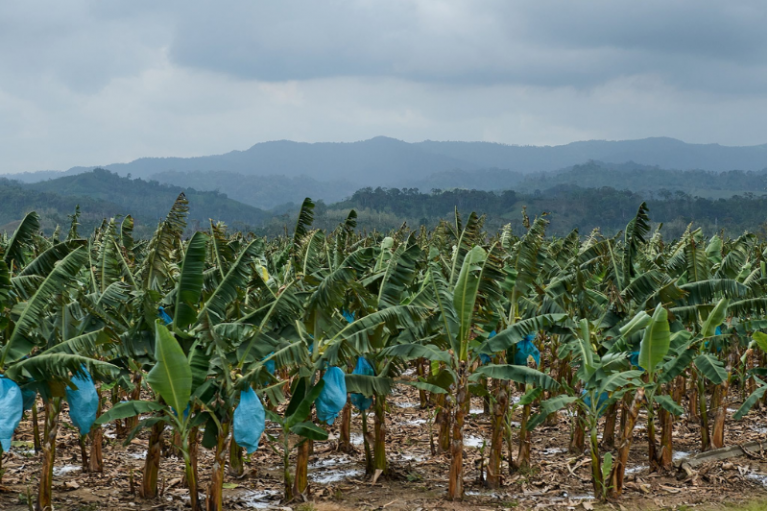 Las cifras sangrientas de Urabá - Panorama Político